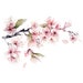 10 Japanese Sakura - Cherry Blossom Watercolor Clipart - 10 High ...