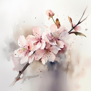 Premium Japanese Sakura - Cherry Blossom Watercolor Clipart - 8 High ...