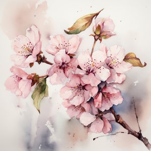 Premium Japanese Sakura - Cherry Blossom Watercolor Clipart - 8 High ...
