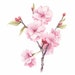 8 Japanese Sakura - Cherry Blossom Watercolor Clipart - 8 High Quality ...