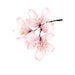 10 Japanese Sakura - Cherry Blossom Watercolor Clipart - 10 High ...