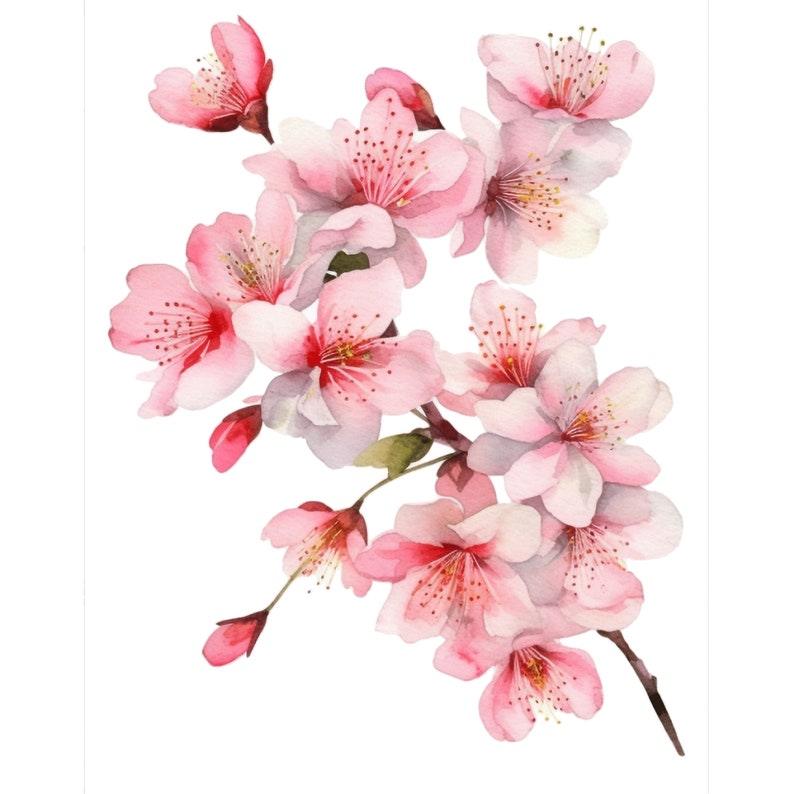 Collection of Japanese Sakura Cherry Blossom Watercolor Clipart 8 High ...