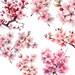 Collection of Japanese Sakura - Cherry Blossom Watercolor Clipart - 8 ...