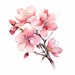 8 Japanese Sakura Cherry Blossom Watercolor Clipart 8 High Quality Jpgs ...