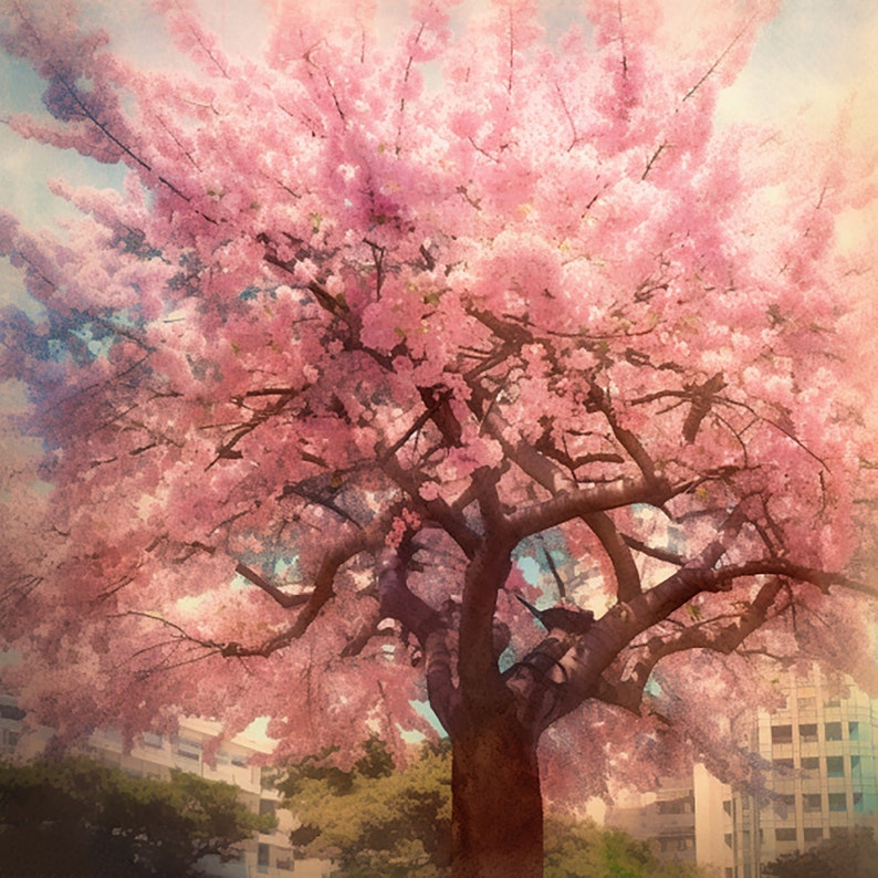 Premium Japanese Sakura - Cherry Blossom Watercolor Clipart - 8 High ...
