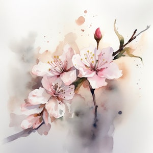 Premium Japanese Sakura - Cherry Blossom Watercolor Clipart - 8 High ...