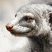 PRINTABLE | Watercolor Mongoose | A Delicate Digital Painting Capturing ...