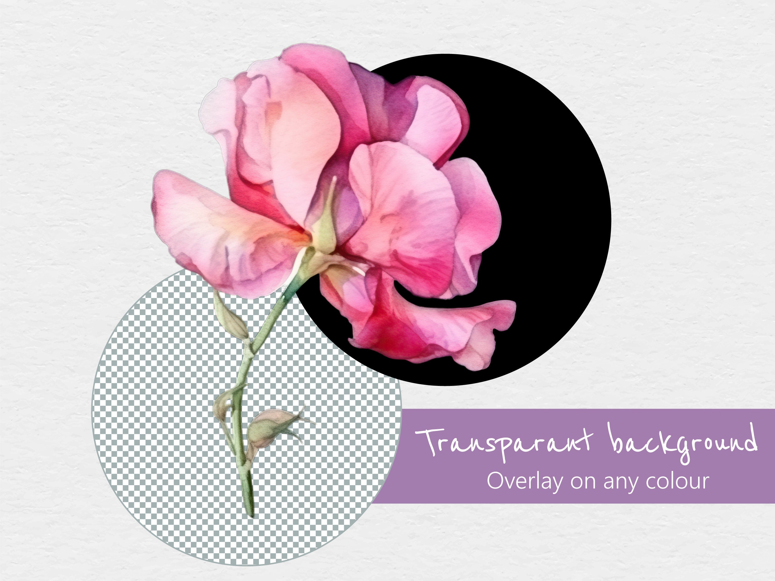 Sweet Pea Watercolour Clip Art 17 Designs Transparent PNG Commercial ...