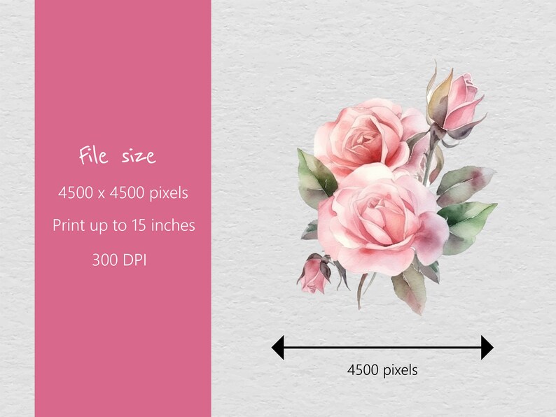 Pink Roses Watercolour Clip Art Set of 16 Designs - Etsy
