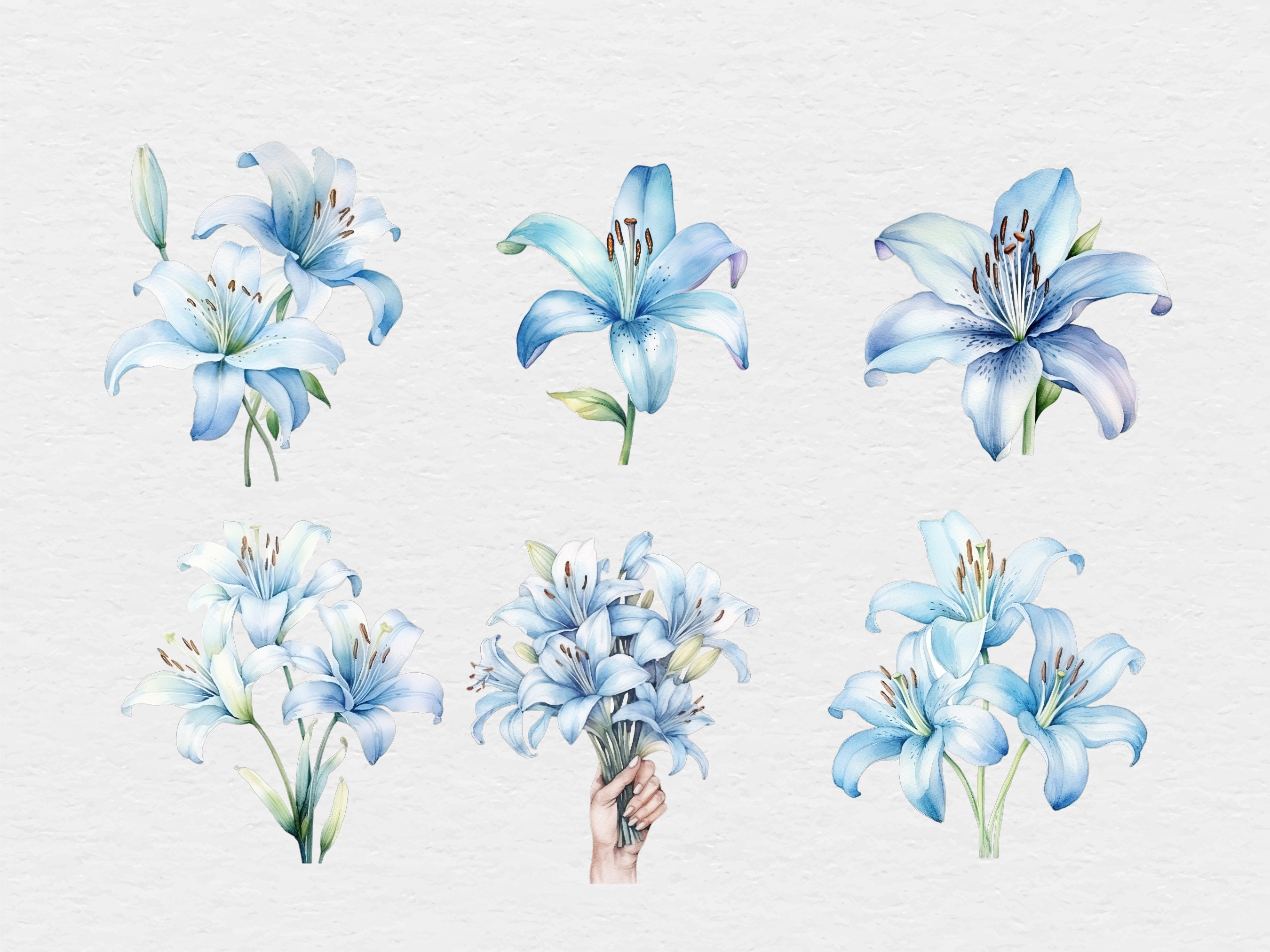 Light Blue Lilies Watercolour Clip Art - 18 Designs - Transparent PNG ...