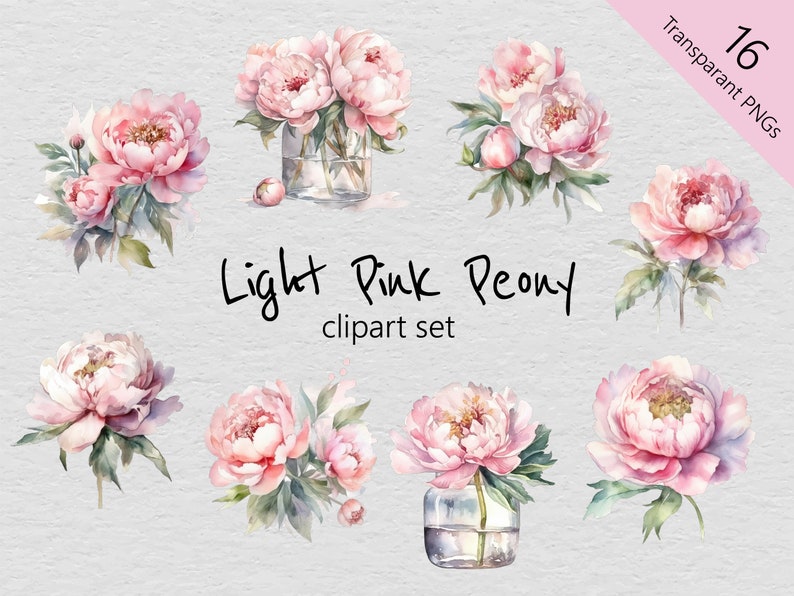 Light Pink Peony Watercolour Clip Art - Set of 16 Designs - Transparent ...