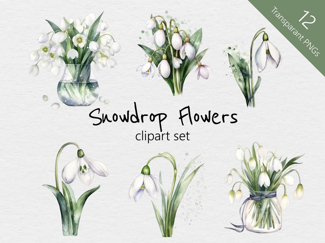 Snowdrop Watercolour Clip Art - 12 Designs - Transparent PNG - January ...