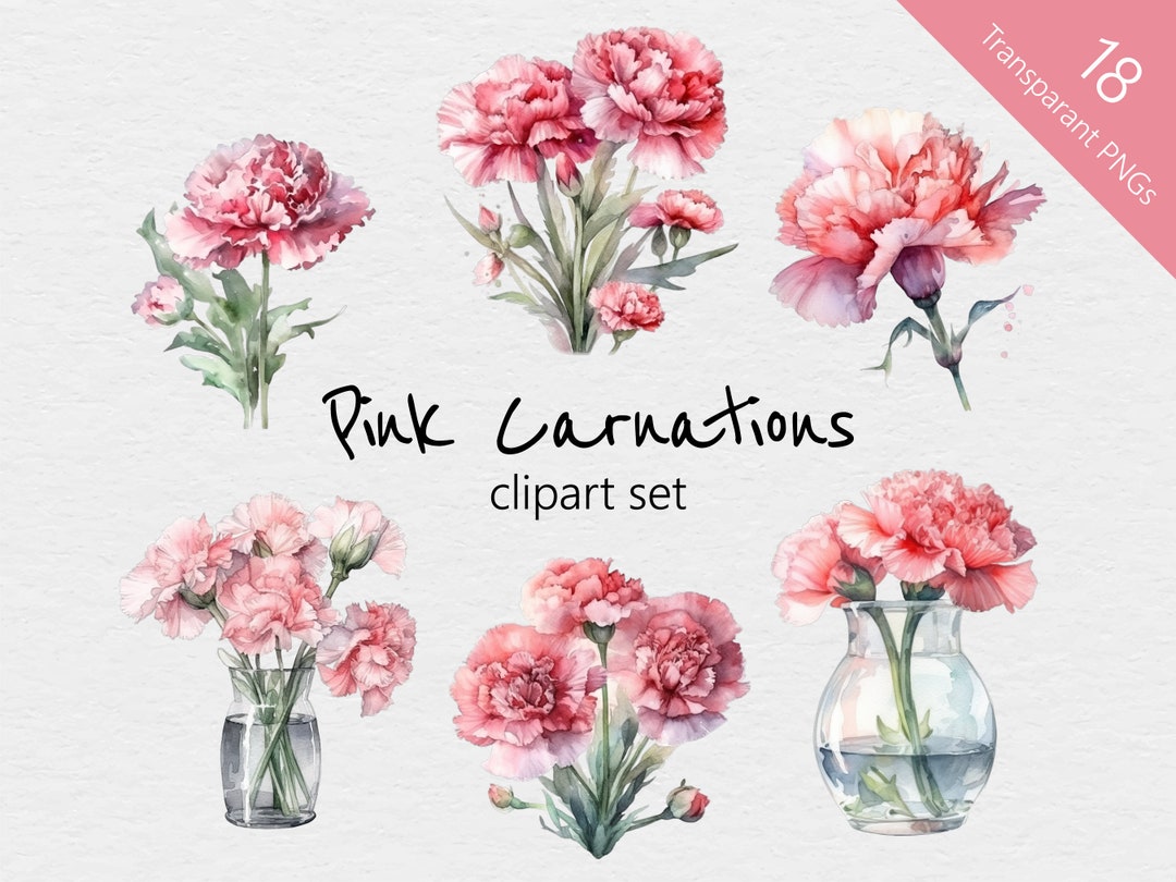 Pink Carnation Watercolour Clip Art - 18 Designs - Transparent PNG ...