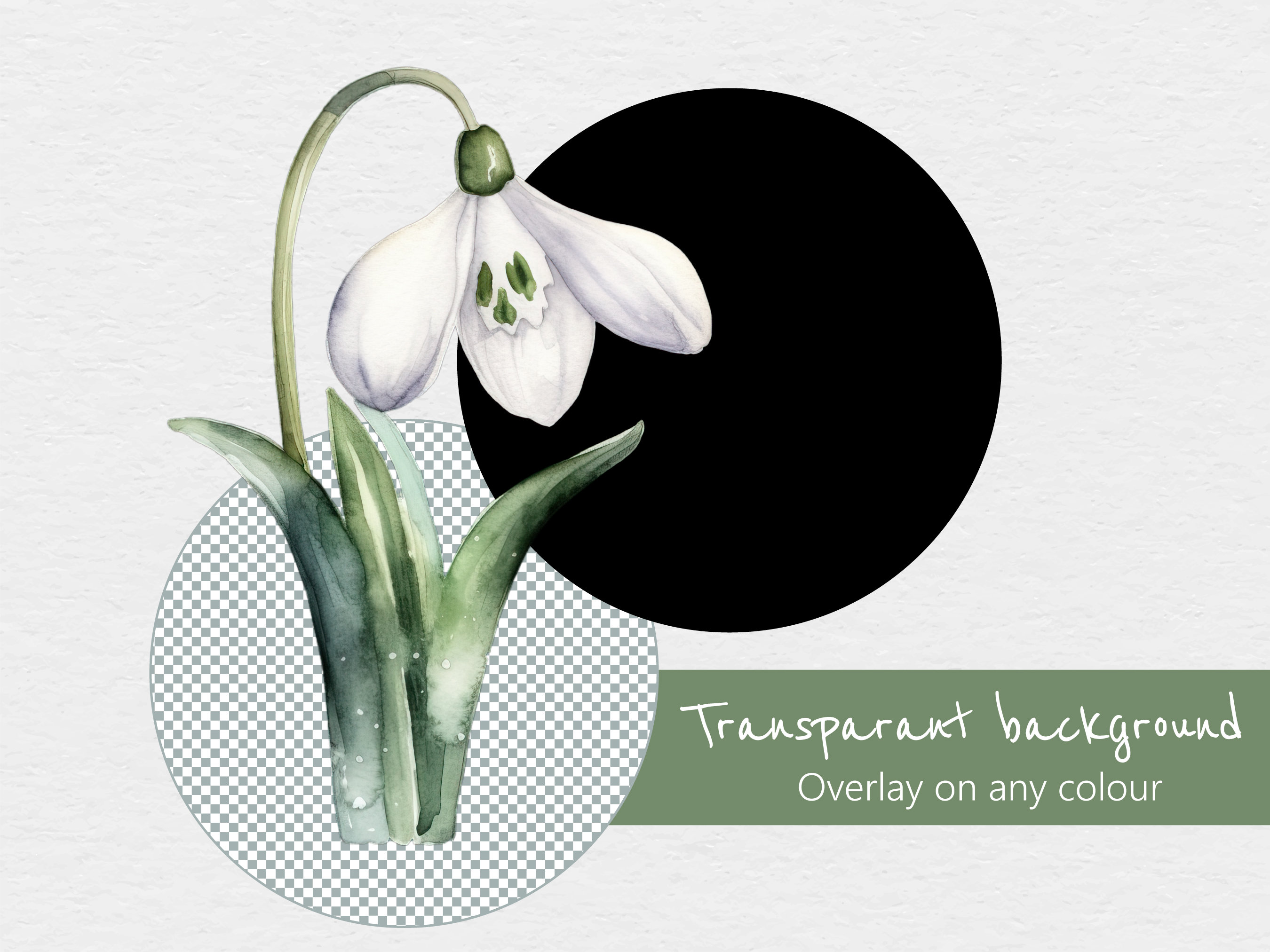 Snowdrop Watercolour Clip Art - 12 Designs - Transparent PNG - January ...