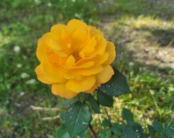 Yellow Rose and Hummingbird - Etsy