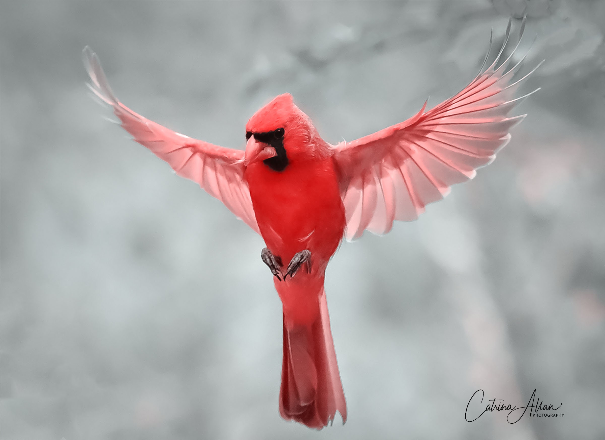 Free Clipart Cardinal With Wing Spread
