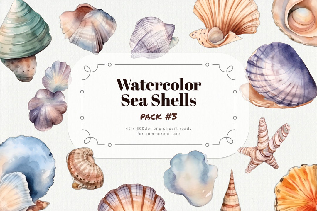 Watercolor Sea Shells Clipart Pack #3 - Dreamy Sea Shells in PNG Format ...