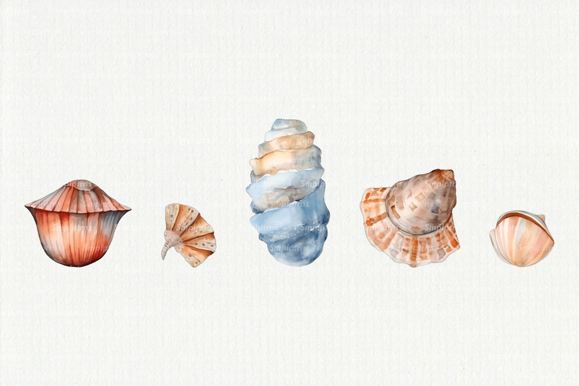 Watercolor Sea Shells Clipart Pack #5 - Dreamy Sea Shells in PNG Format ...