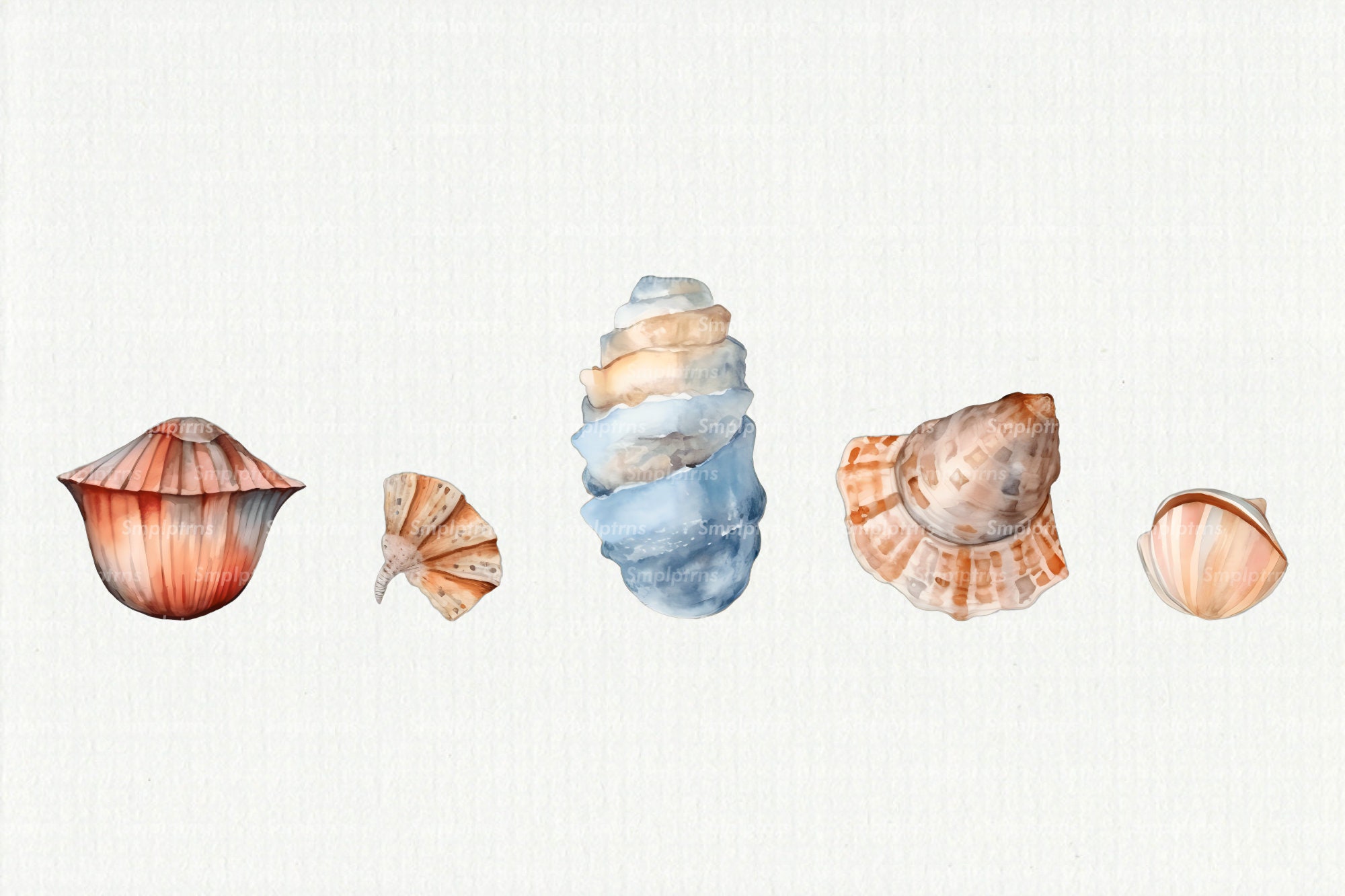 Watercolor Sea Shells Clipart Pack #5 - Dreamy Sea Shells in PNG Format ...