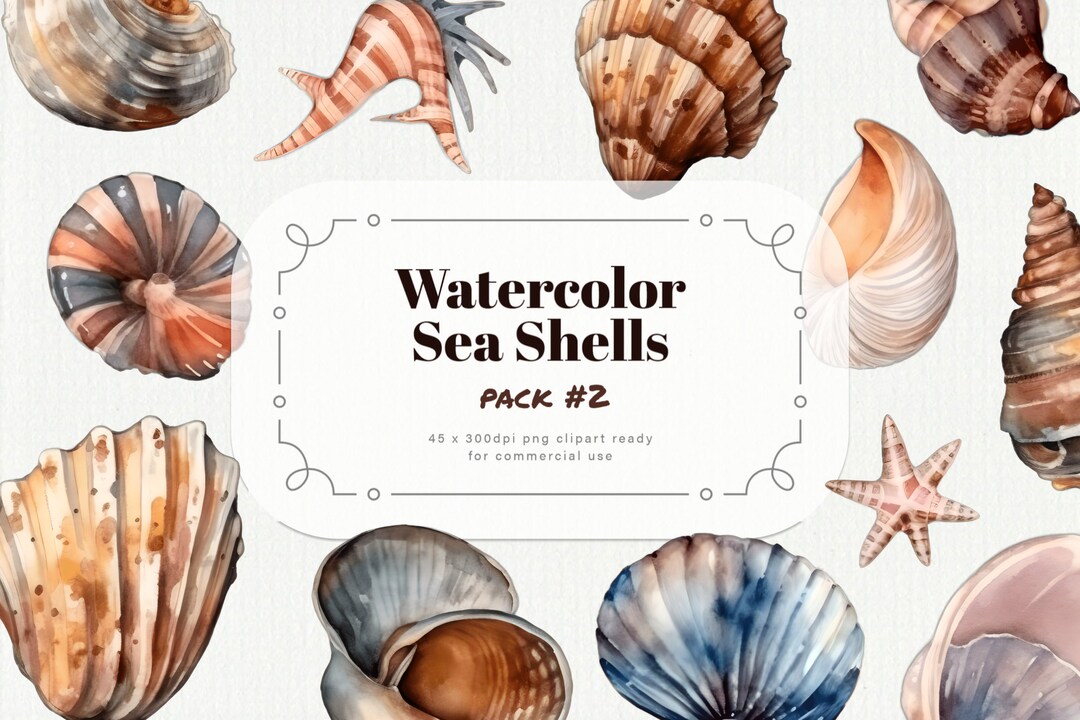 Watercolor Sea Shells Clipart Pack #2 - Dreamy Sea Shells in PNG Format ...