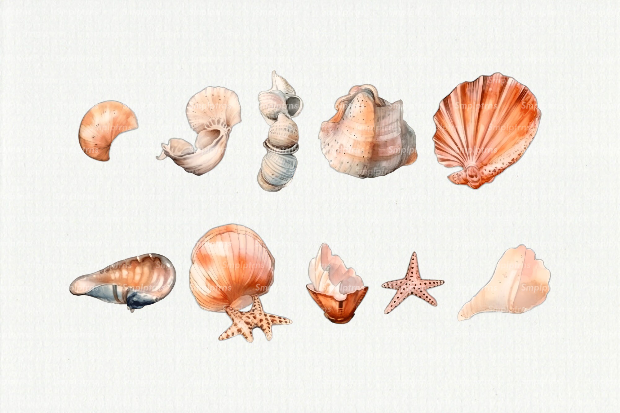 Watercolor Sea Shells Clipart Pack #5 - Dreamy Sea Shells in PNG Format ...