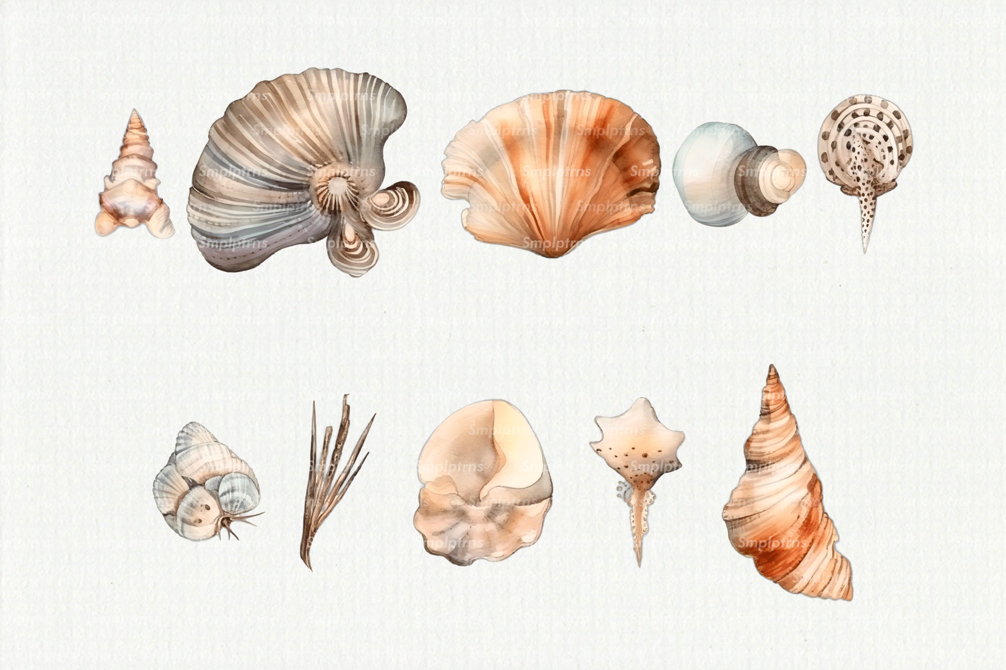 Watercolor Sea Shells Clipart Pack #1 - Dreamy Sea Shells in PNG Format ...