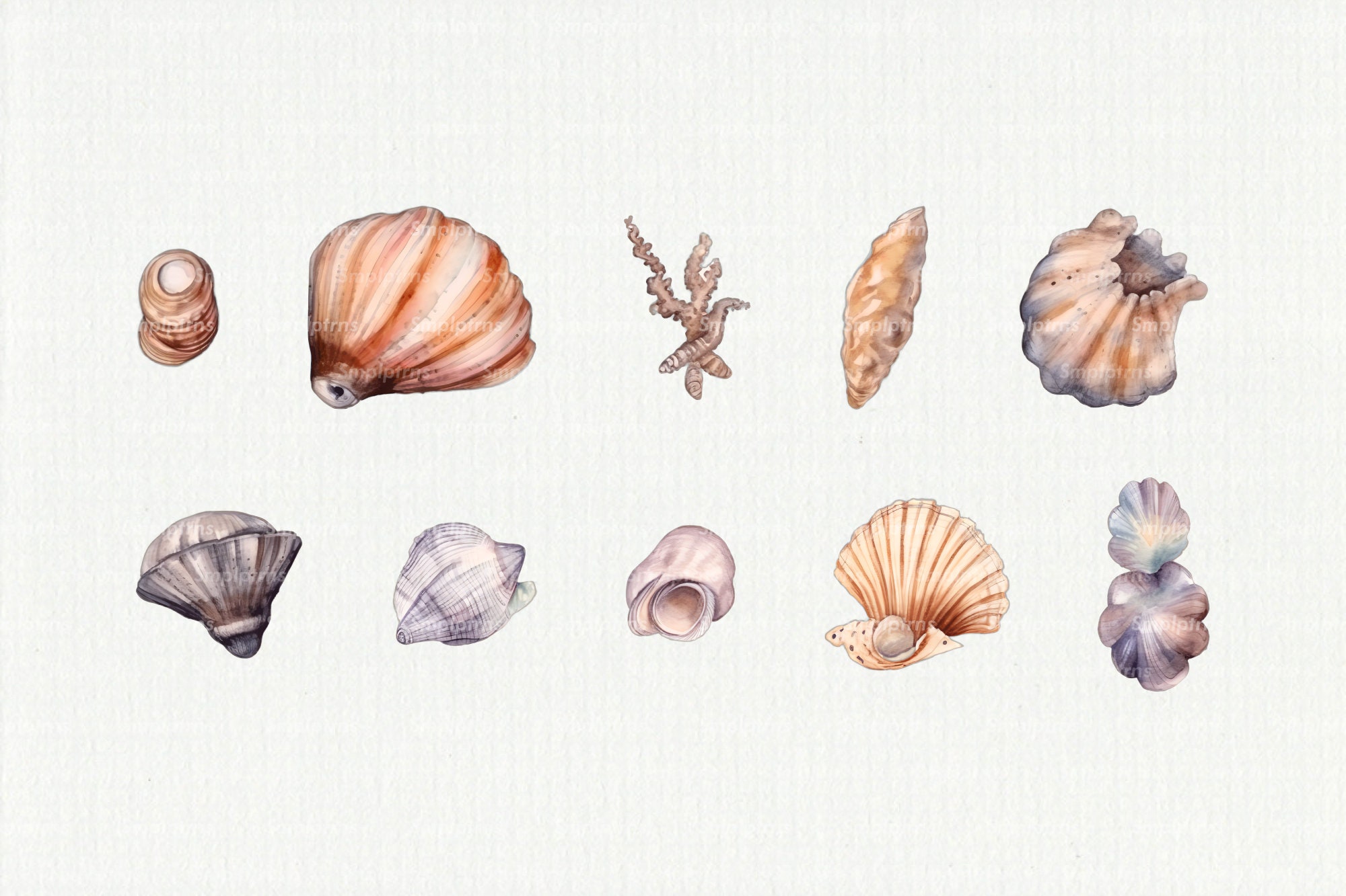 Watercolor Sea Shells Clipart Pack #3 - Dreamy Sea Shells in PNG Format ...