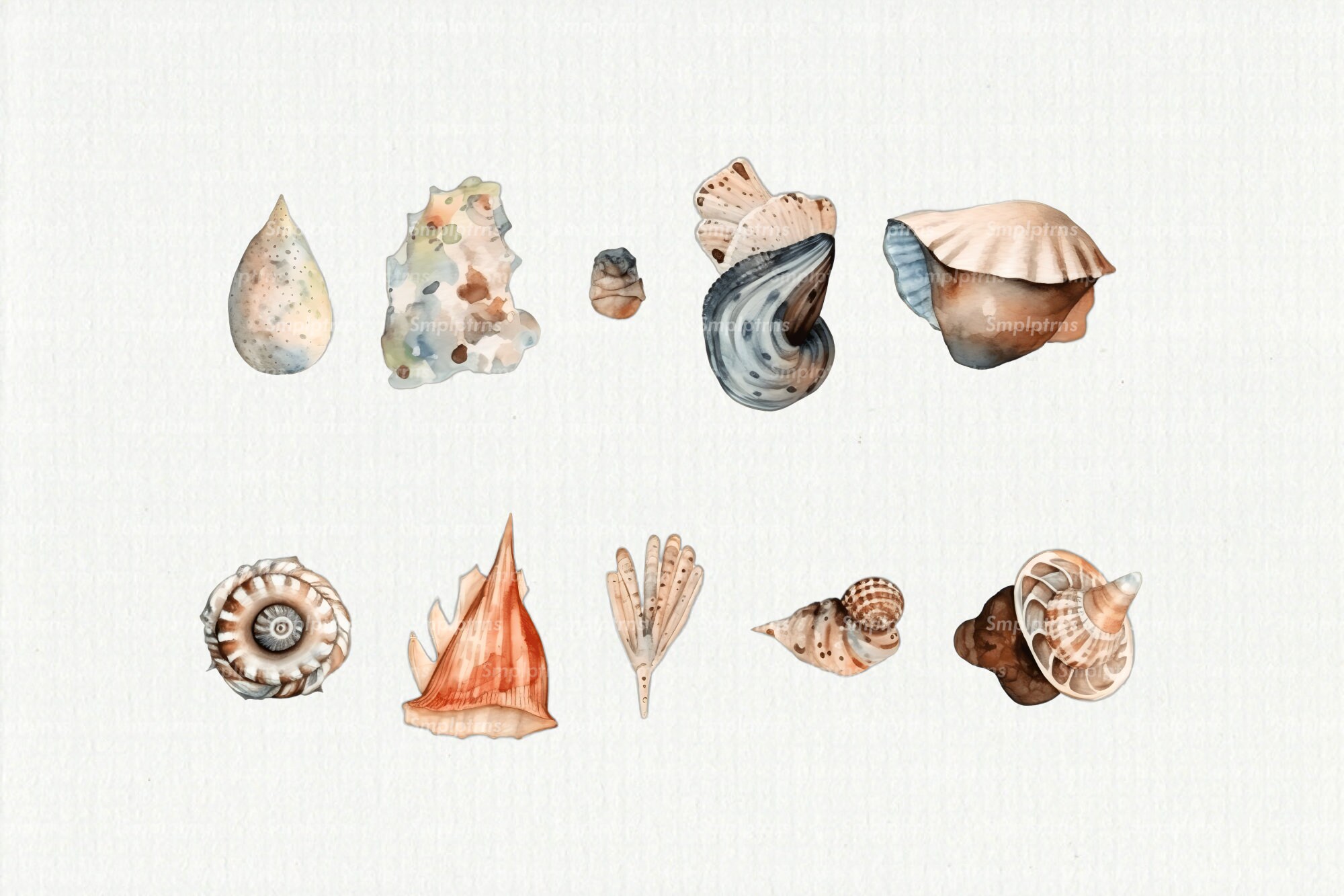 Aquarell Muscheln Clipart Pack #1 - Traumhafte Muscheln im PNG-Format ...
