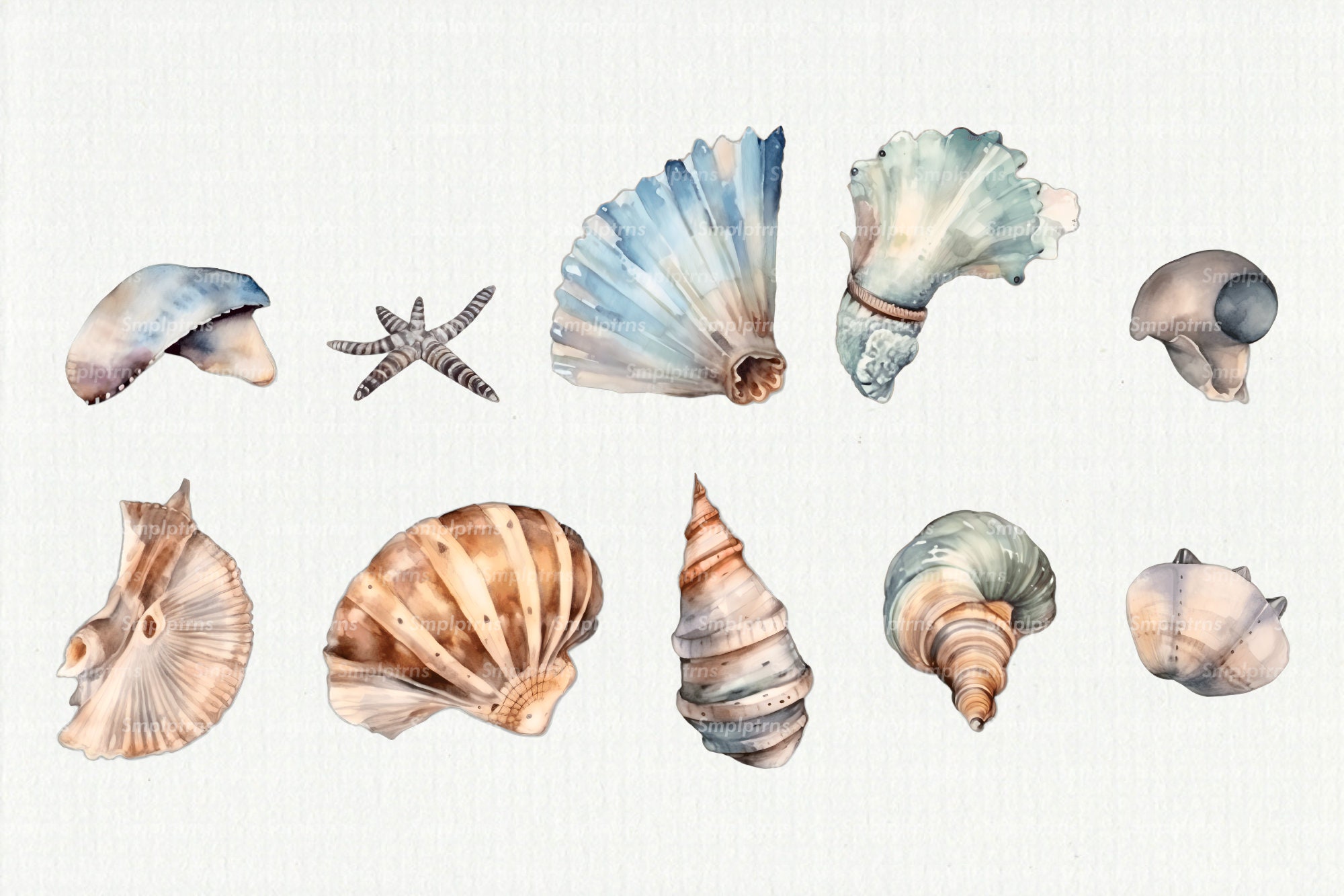 Watercolor Sea Shells Clipart Pack #5 - Dreamy Sea Shells in PNG Format ...