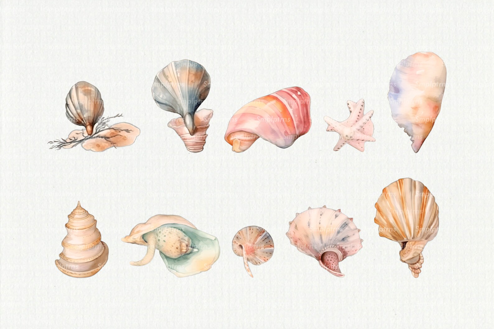 Watercolor Sea Shells Clipart Pack #5 - Dreamy Sea Shells in PNG Format ...