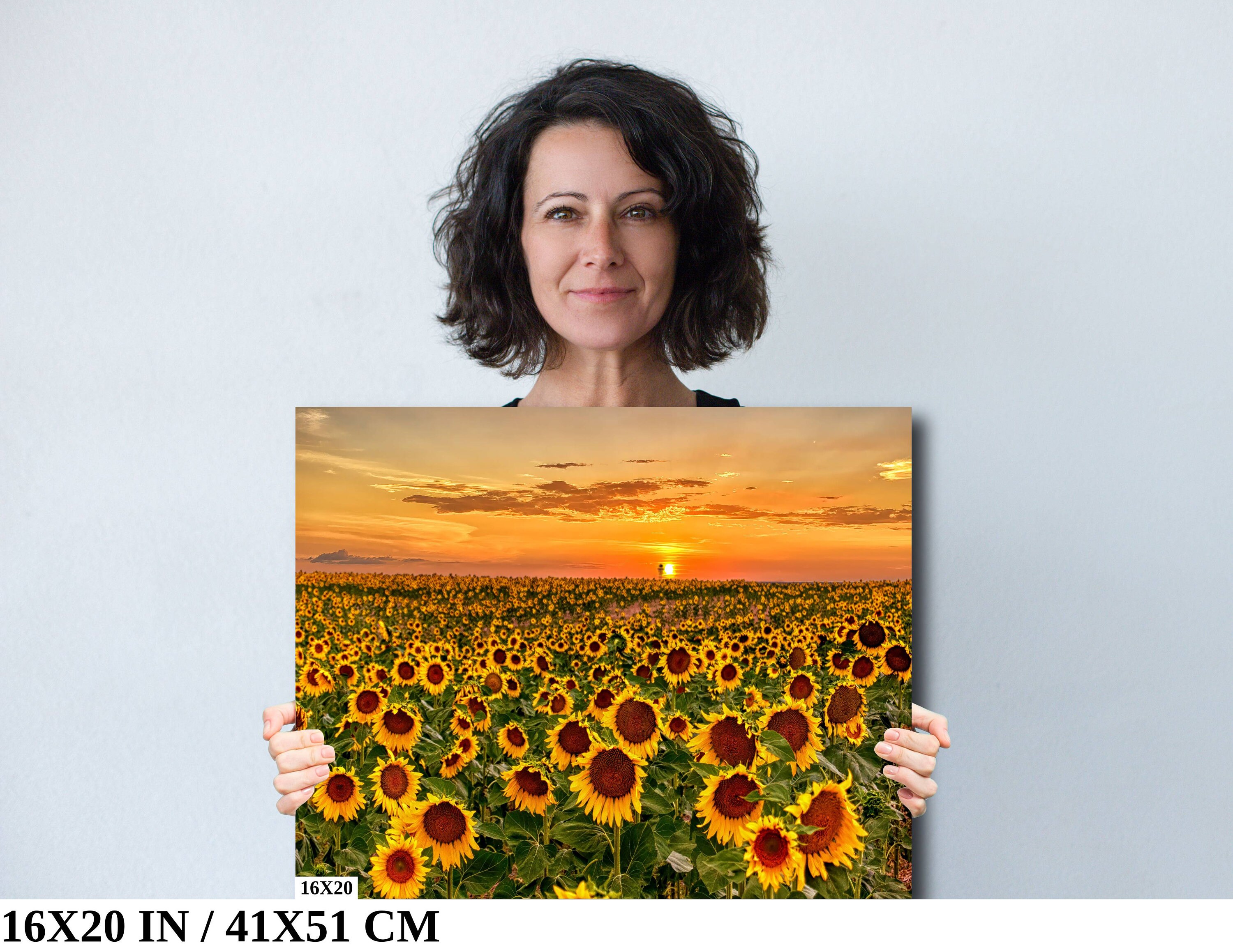 Sunflowers, Sunset/sunrise, Colorado, Denver International Airport, DIA ...