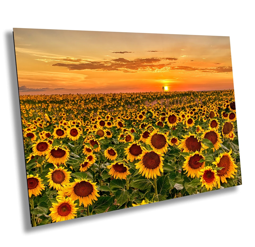 Sunflowers, Sunset/sunrise, Colorado, Denver International Airport, DIA ...