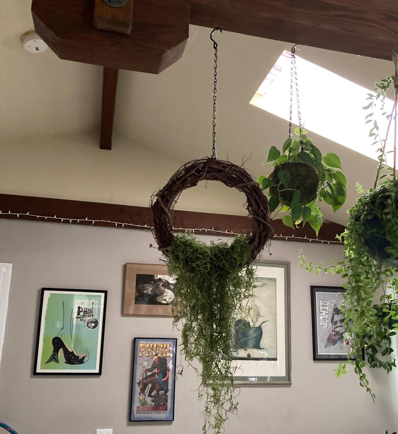 Home and Garden Hanging Moss and Grape Vine Decoration, Handmade, Gift ...