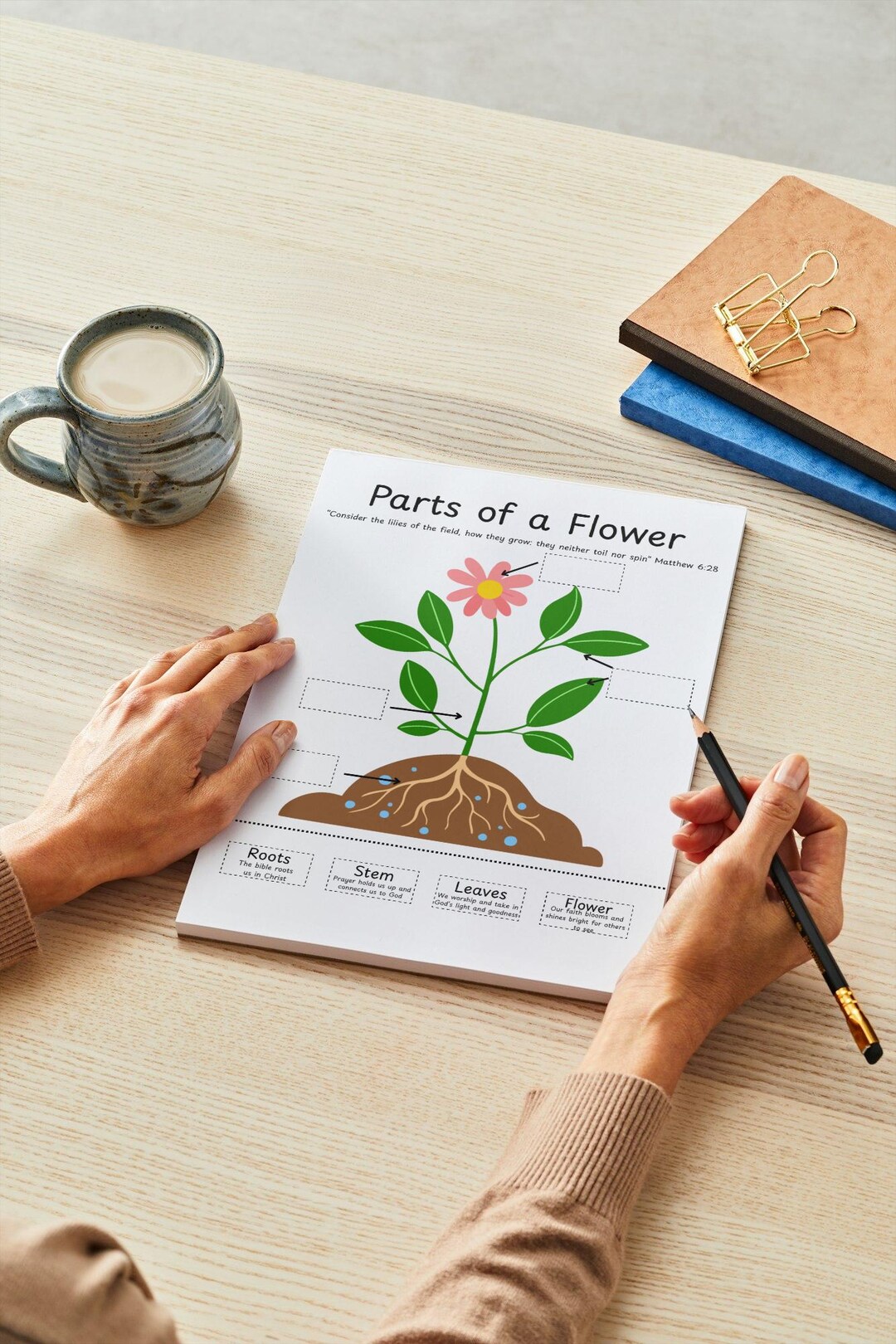 Parts of a Flower Worksheet | Christian Homeschool Printable | Bible ...