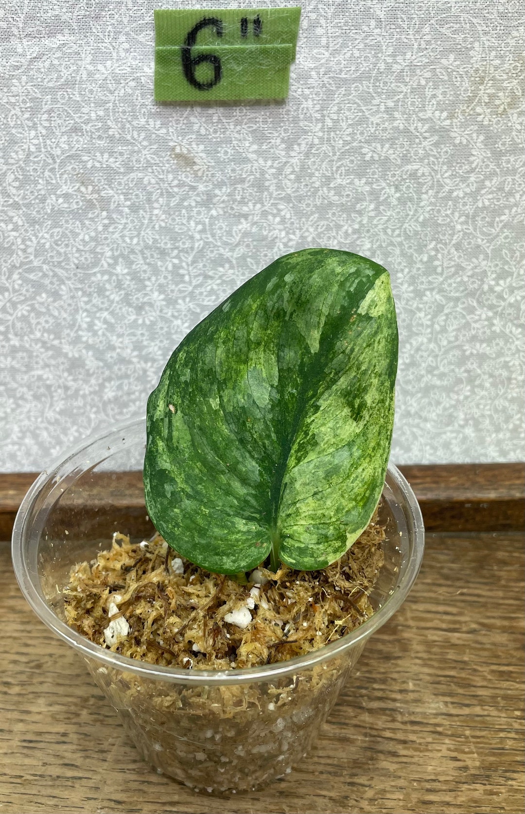 Scindapsus Mt Salak Sp Gunung Salak Exact Plant U.S. Seller - Etsy