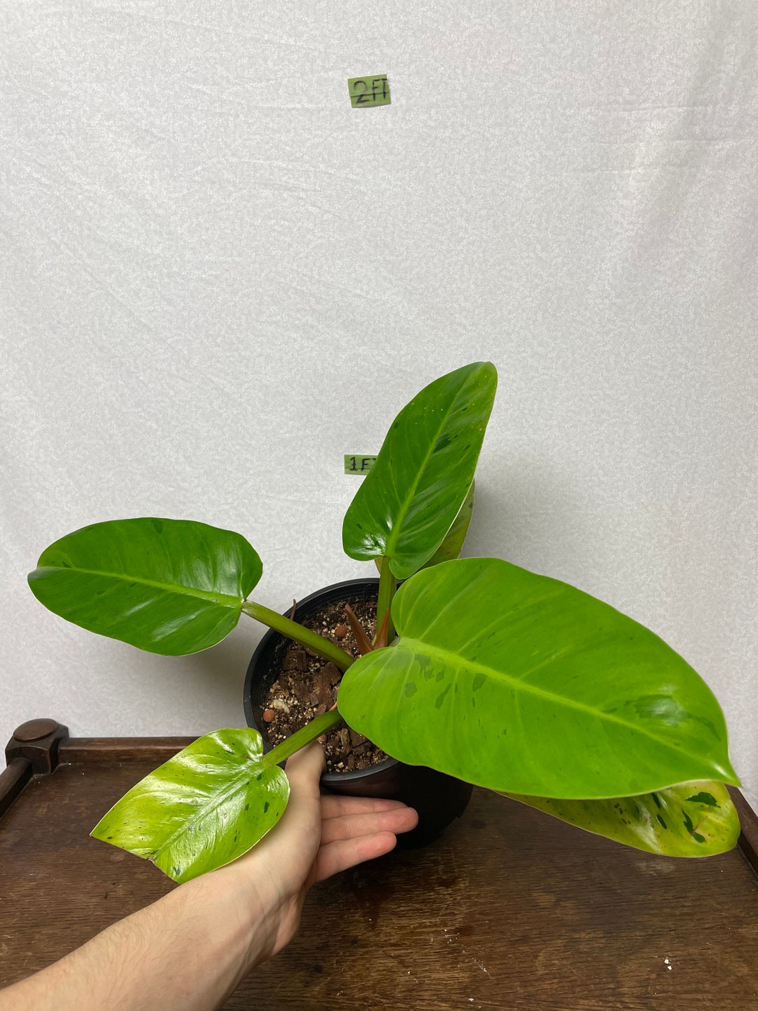 Philodendron Ruaysap Marble Variegated EXACT PLANT U.S. Seller - Etsy
