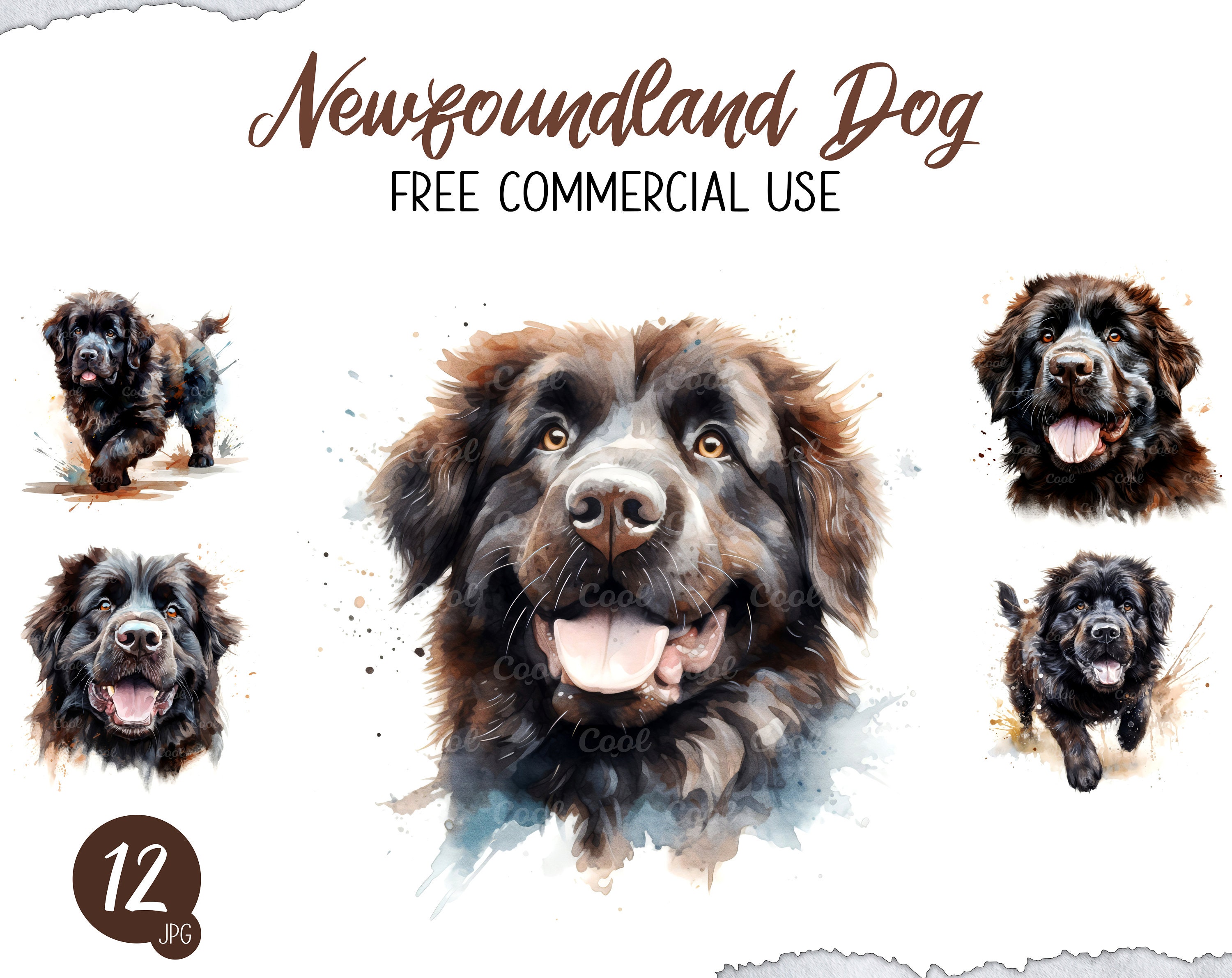 Newfoundland Dog Clipart Bundle 12 Digital JPG Water Breed - Etsy