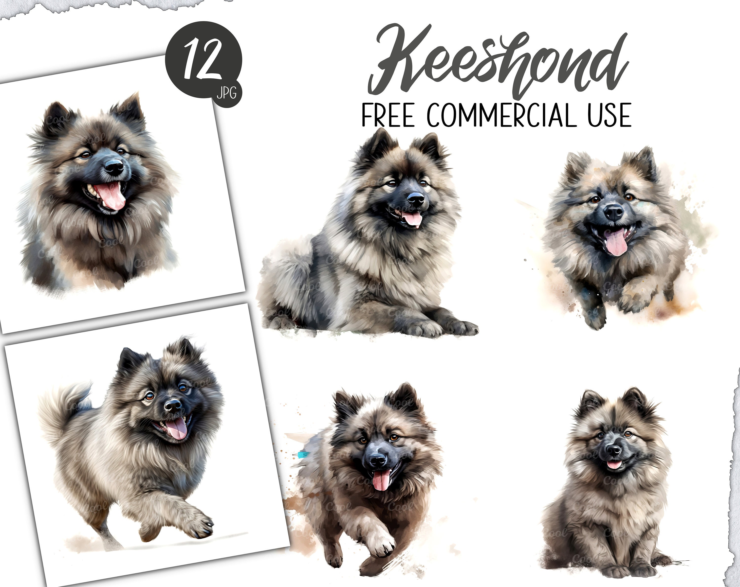 How Much Is A Keeshond Dog