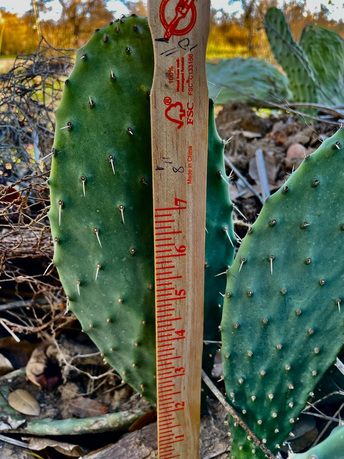 One Fresh Cut 7”-10” Organic, Prickly Pear Nopales, Nopal, Nopalitos ...