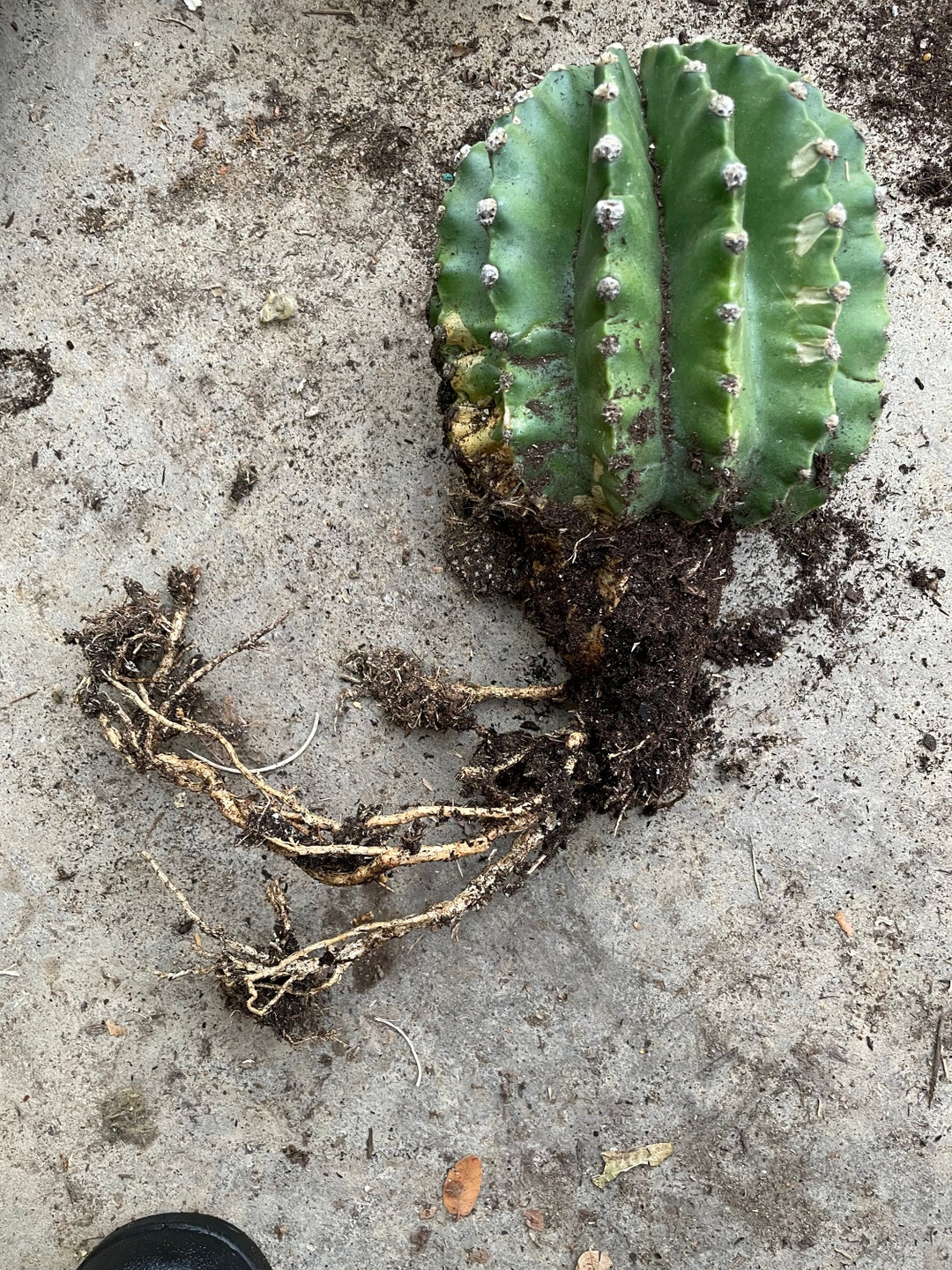 One 7" Organic Northern California, Rooted Easter Lily Cactus Pup ...