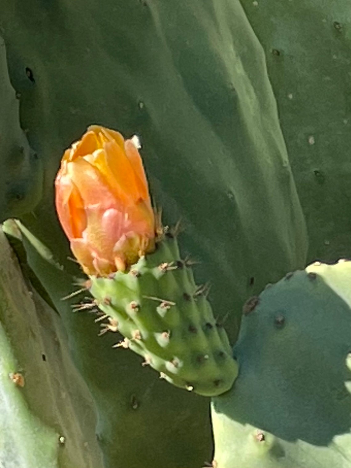 One Fresh Cut 7”-10” Organic, Prickly Pear Nopales, Nopal, Nopalitos ...