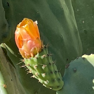 One Fresh Cut 7”-10” Organic, Prickly Pear Nopales, Nopal, Nopalitos ...