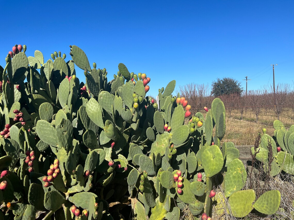 One Fresh Cut 7”-10” Organic, Prickly Pear Nopales, Nopal, Nopalitos ...