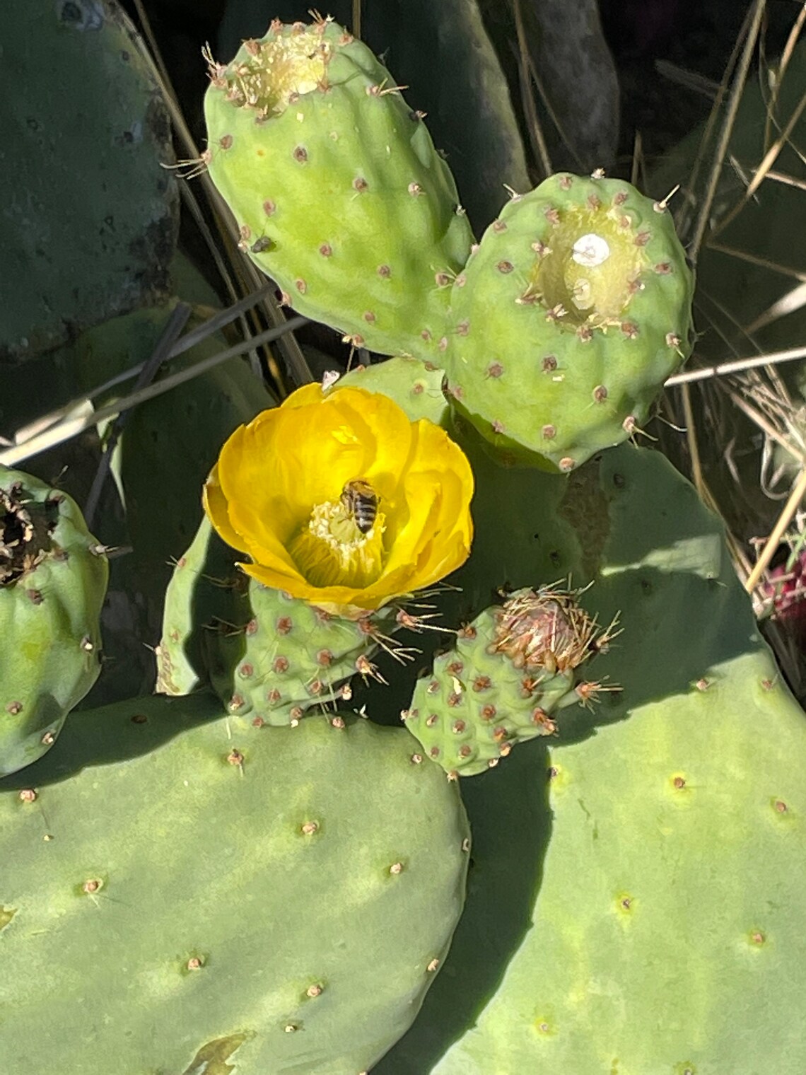 One Fresh Cut 7”-10” Organic, Prickly Pear Nopales, Nopal, Nopalitos ...