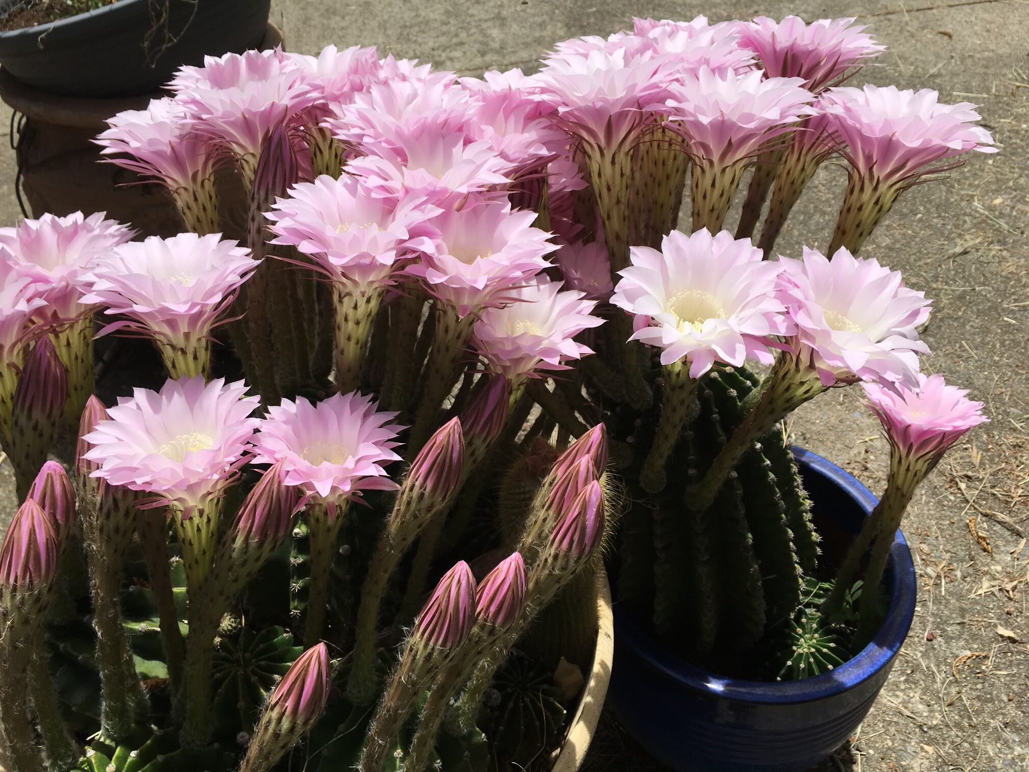 One 7" Organic Northern California, Rooted Easter Lily Cactus Pup ...