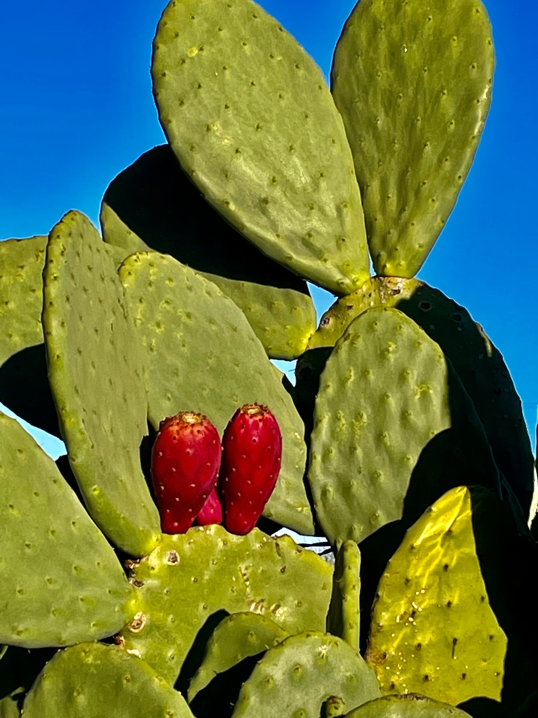 One Fresh Cut 7”-10” Organic, Prickly Pear Nopales, Nopal, Nopalitos ...