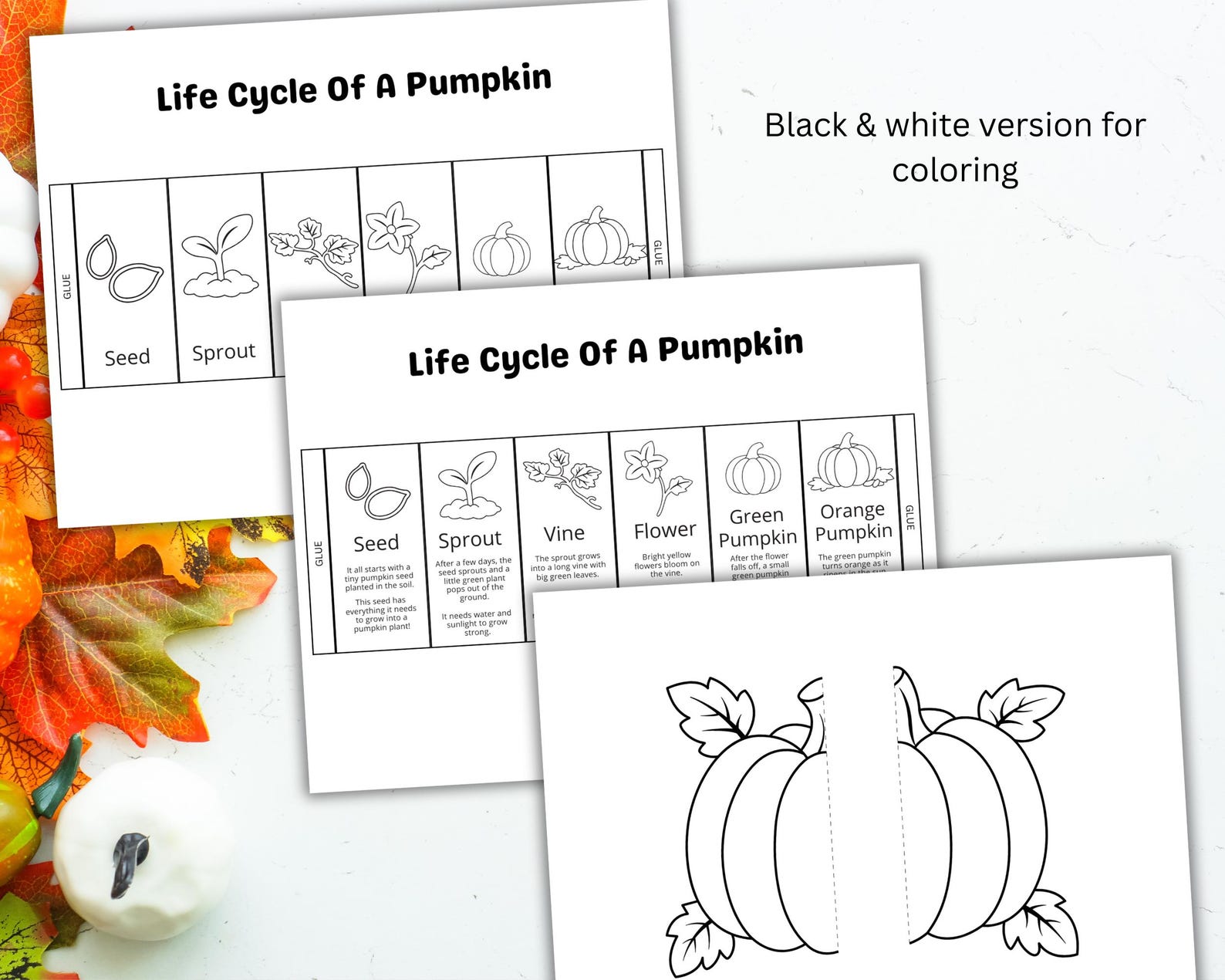 Pumpkin Life Cycle Folding Surprise Paper Craft, Fall Craft Printable ...
