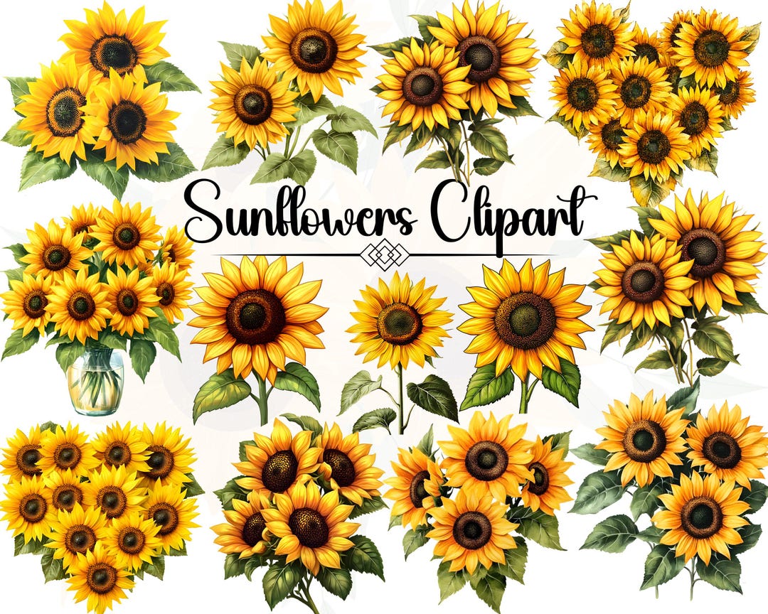 Sunflowers Clipart Bundle , Watercolor Sunflower PNG, Botanical Art ...