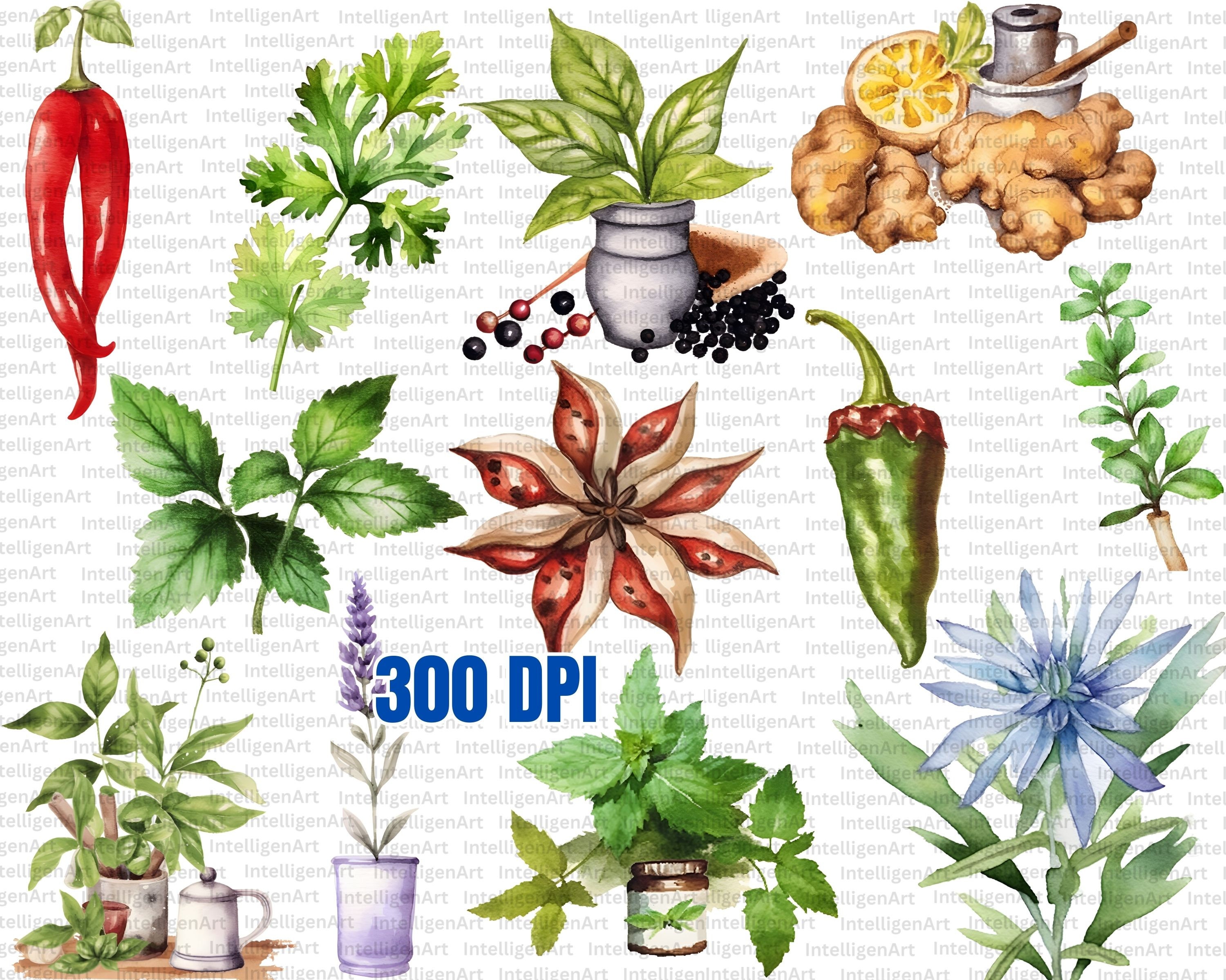 Watercolor Herbs Spices Clipart Png-kitchen - Etsy