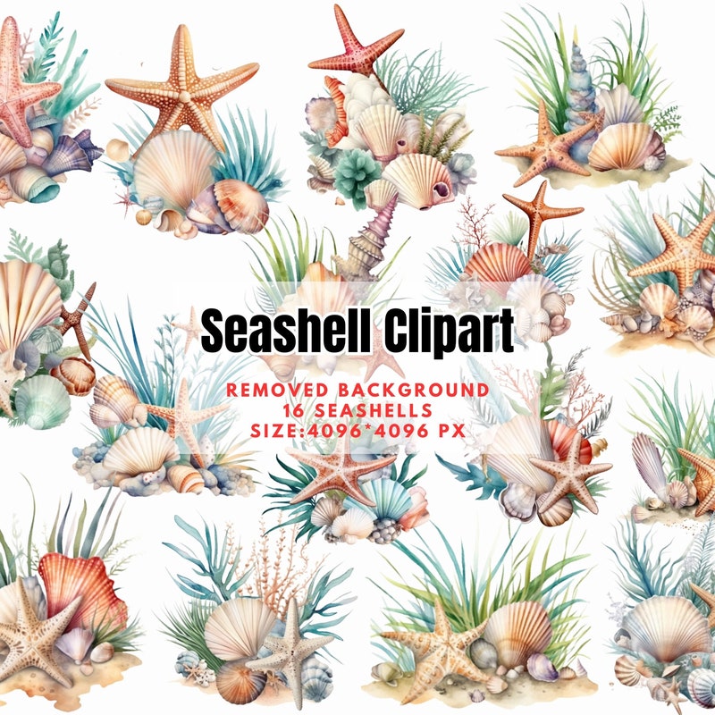 Seashell Watercolor - Etsy